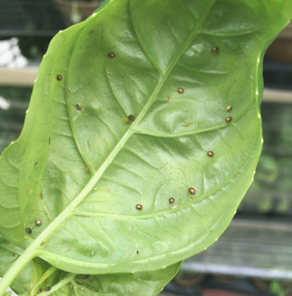 Banker Plants for Aphids, Mites & Other Greenhouse Pests | P.L. Light ...