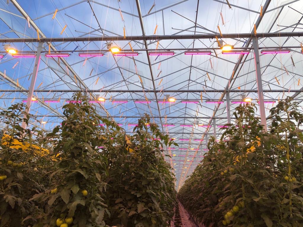 Hybrid Grow Light Systems: Combining LED & HPS | P.L. Light Systems