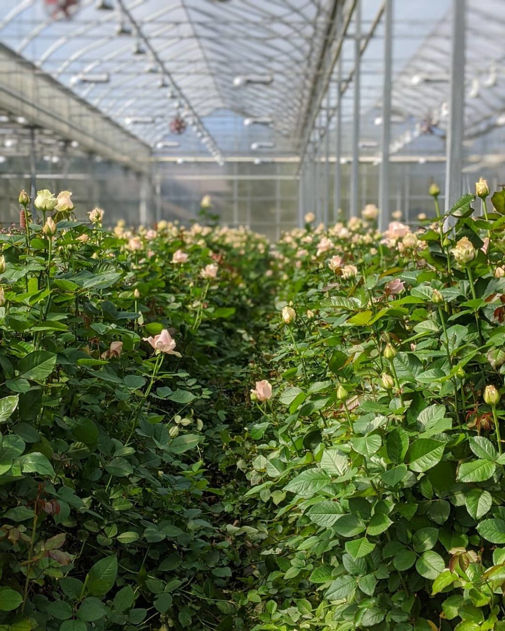 Eurosa Farms | P.L. Light Systems | Premium Commercial Horticultural ...