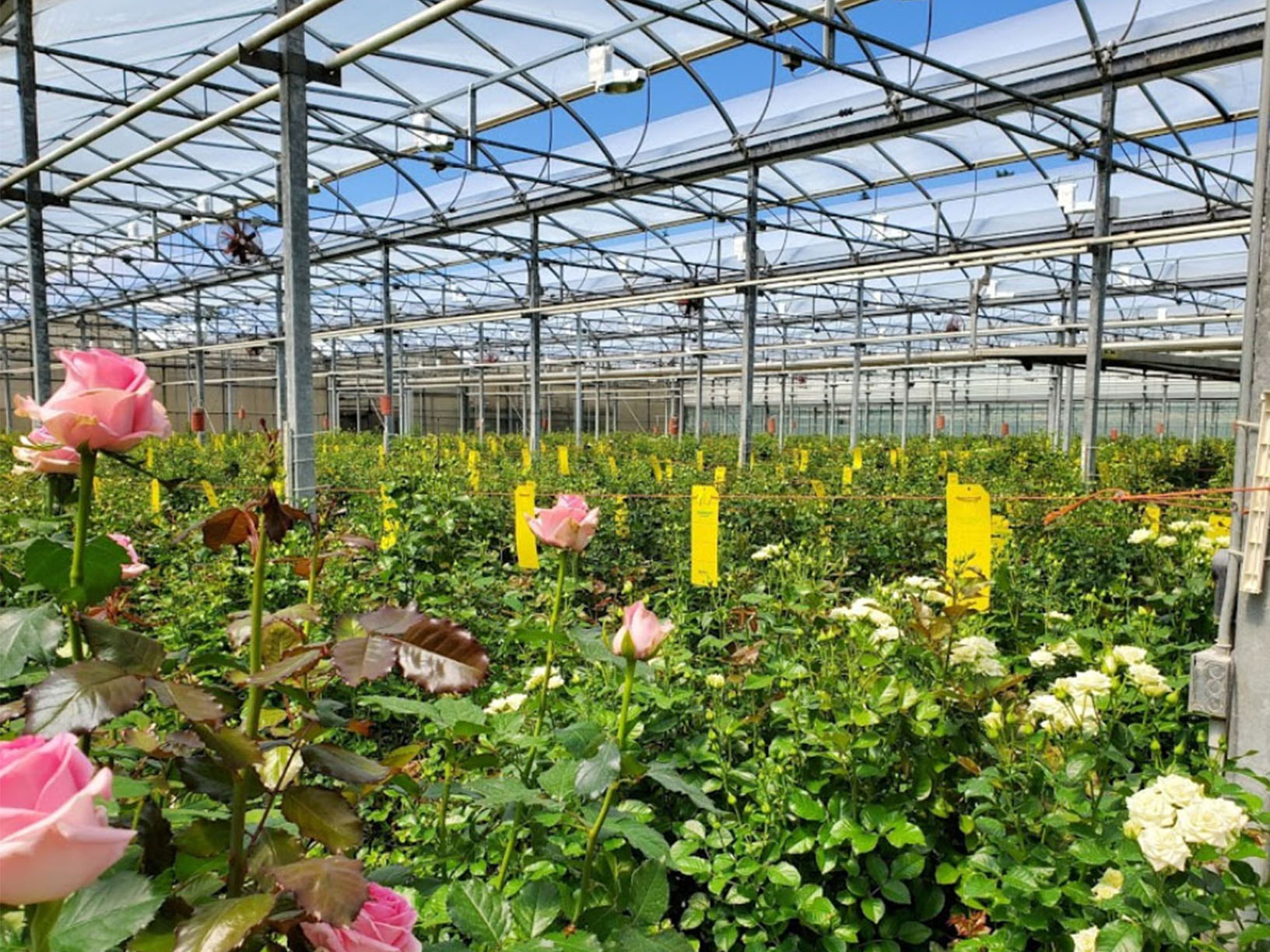 Eurosa Farms | P.L. Light Systems