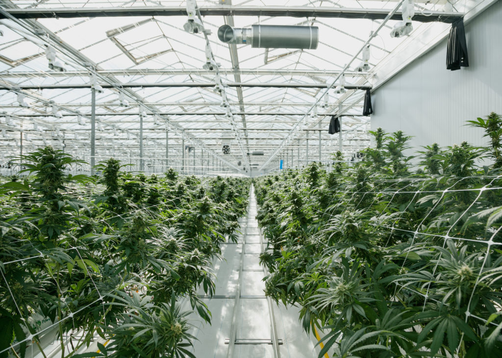 Pure Sunfarms | P.L. Light Systems