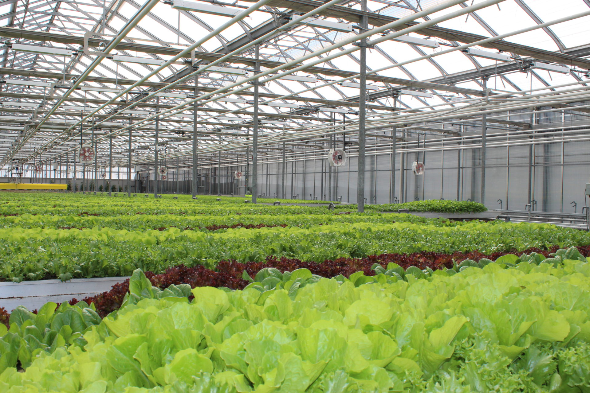 Greenbelt Organic Greens | P.L. Light Systems | Premium Commercial ...