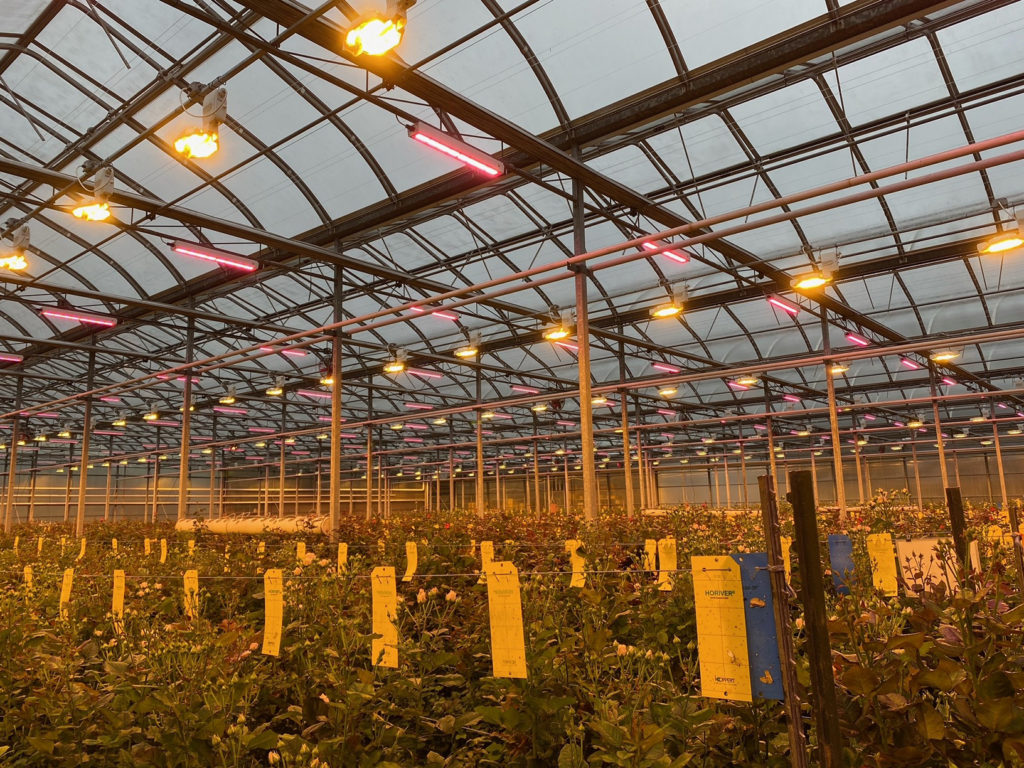 Eurosa Farms | P.L. Light Systems