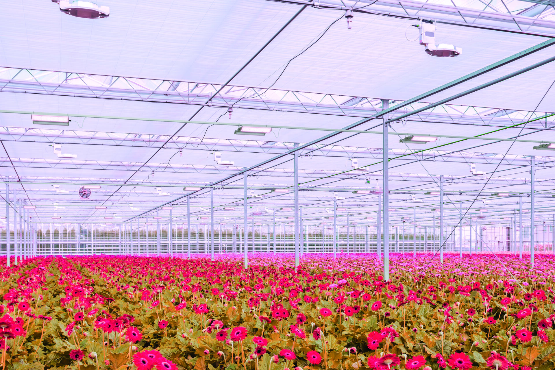 P.L. Light Systems Blog: CEA Lighting Upgrades - What's the Best ...