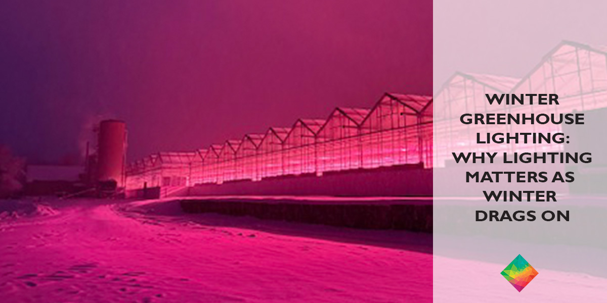 Winter Greenhouse Lighting: Why Supplemental Lighting Matters | P.L ...